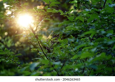 2,500 Corner sun rays Images, Stock Photos & Vectors | Shutterstock