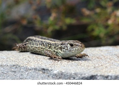 Sunbathing Lizard Stock Photo 450446824 | Shutterstock