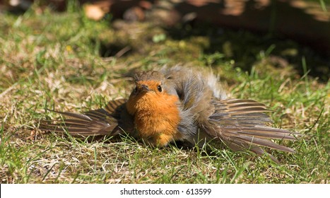 Stock Photo and Image Portfolio by Nick Rowntree | Shutterstock
