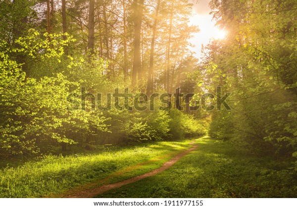 38,839 Sunbeam Through Trees Images, Stock Photos & Vectors | Shutterstock