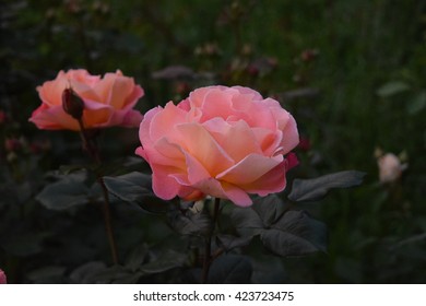 478 Sunfall Images, Stock Photos & Vectors | Shutterstock