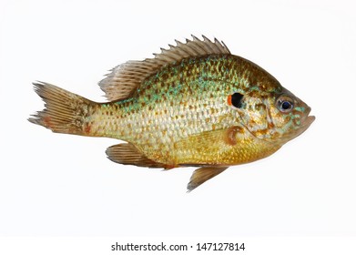 Freshwater Sunfish Pond Stock Photo 54955879 | Shutterstock