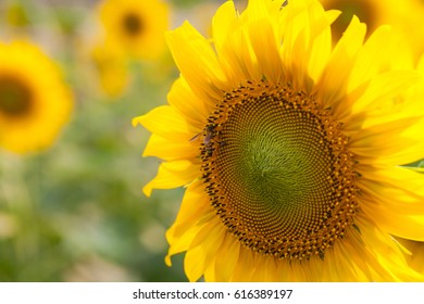 Sunflower Stock Photo 616389197 | Shutterstock