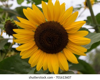 Sunflower Framed Glowing Radial Texture Stock Photo 1442160143 ...