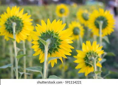 Sunflower Back View Stock Photo 591114221 | Shutterstock