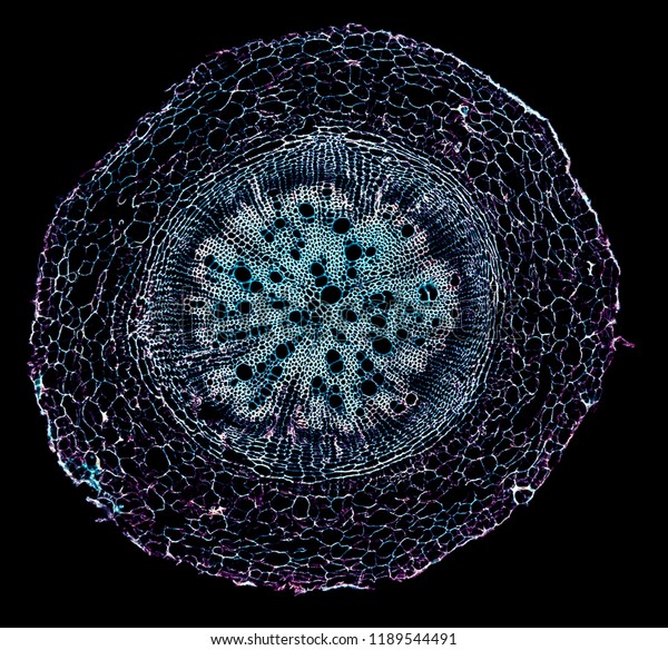Sunflower Root Cross Section Cut Under : ภาพสต็อก (แก้ไขตอนนี้) 1189544491