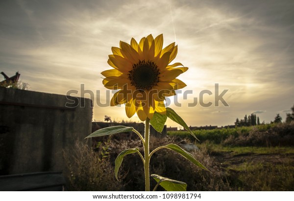 Sunflower Solar Eclipse Stock Photo 1098981794 | Shutterstock