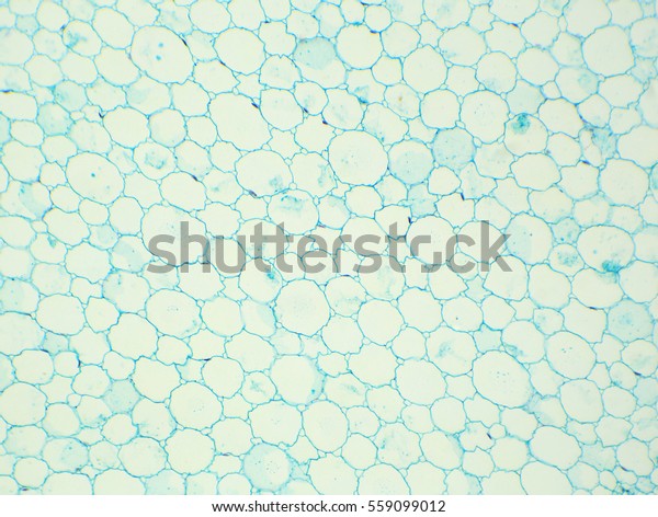 Sunflower Stalk Crosssection Under Microscope Helianthus Stock Photo ...