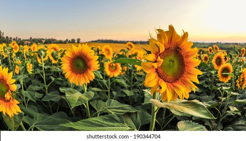 Sunflower Sunset Stock Photo 190344704 | Shutterstock