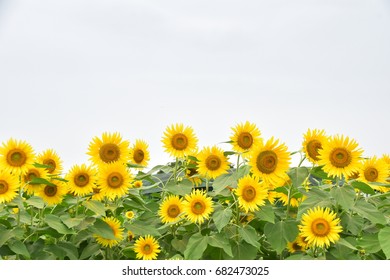 Sunflowers Stock Photo 682474681 | Shutterstock