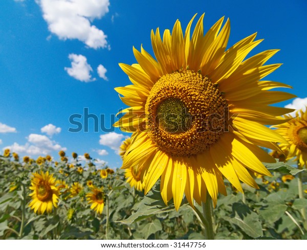 Sunflowers Stock Photo 31447756 | Shutterstock