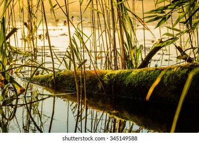 Sunken logs : 242 images, photos et images vectorielles de stock ...
