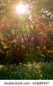 Sunlight Stock Photo 654689947 | Shutterstock