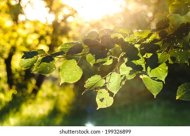 Sunlight Background Stock Photo (Edit Now) 199326899