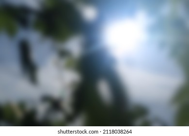 Sunlight Defocused Effect Use Background Background Stock Photo ...