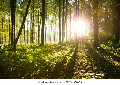 Paisaje verde del bosque con el Foto de stock 613289783 | Shutterstock