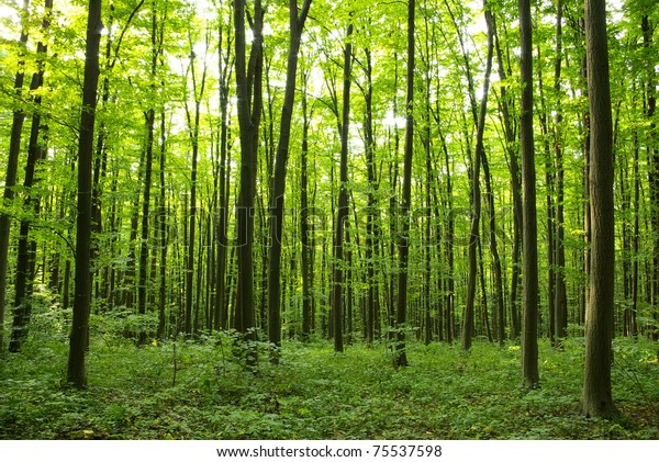Sunlight Green Forest Spring Time Stock Photo (Edit Now) 75537598