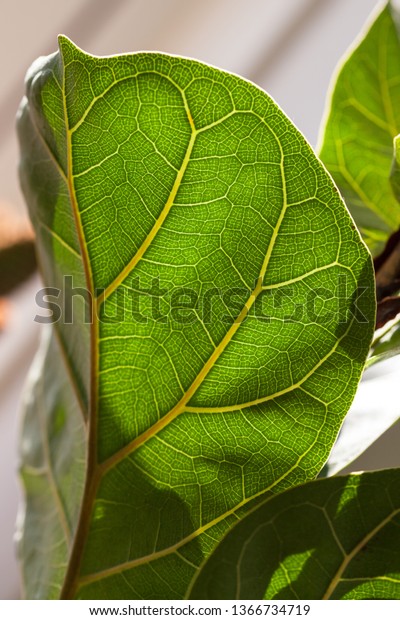 Sunlight Shining Through Ficus Lyrata Leaf Stock Photo 1366734719 ... Sunlight Shining Through Ficus Lyrata Leaf Stock Photo 1366734719 ...