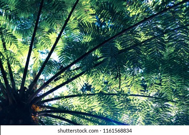 409 Ponga tree Images, Stock Photos & Vectors | Shutterstock