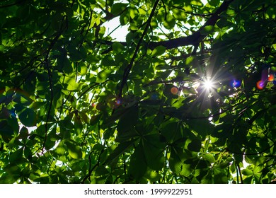 588 Dappled sunlight through leaves Images, Stock Photos & Vectors ...
