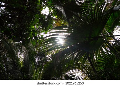 Sunlight Through Canopy Stock Photo 1021965253 | Shutterstock