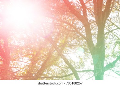 Four Seasons Banners Abstract Trees Vector Stock Vector (Royalty Free ...