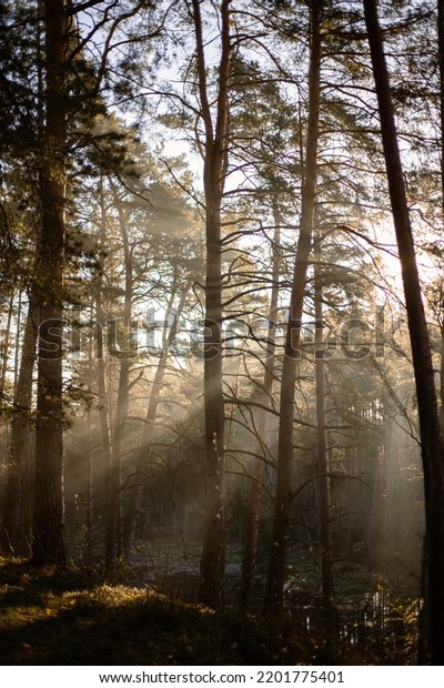 47 Eary Forest Images, Stock Photos & Vectors | Shutterstock