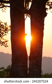 17,907 Sunset between trees Images, Stock Photos & Vectors | Shutterstock