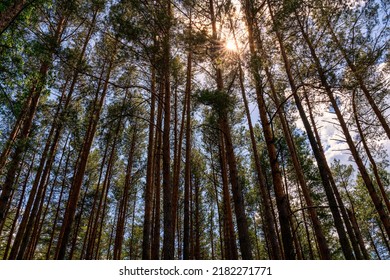 42,821 Forest Sundown Images, Stock Photos & Vectors | Shutterstock
