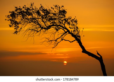 Sunset Dead Tree Stock Photo 178184789 | Shutterstock