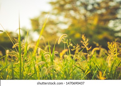 Sunset Fields Gold Background Stock Photo 1470690437 | Shutterstock