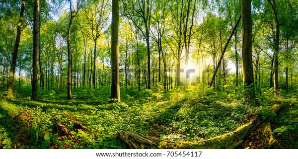 Coucher de soleil dans la forêt : photo de stock (modifiable) 705454117