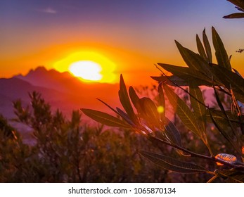 201 Protea Sunset Images, Stock Photos & Vectors | Shutterstock