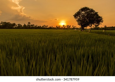 4,697 Paddock Sunset Images, Stock Photos & Vectors | Shutterstock