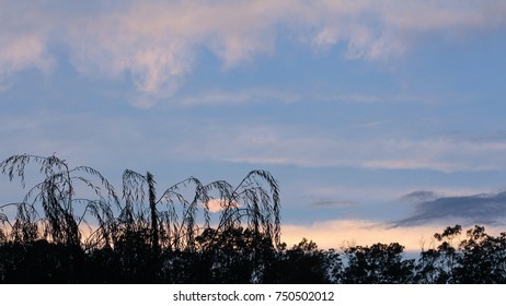 Sunset Pink Clouds Weeping Willow Trees Stock Photo 750502012 ...