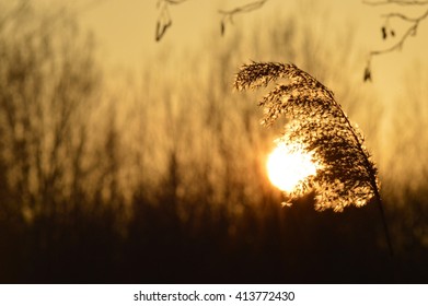 Sunset Reed Bed Stock Photo 413772430 | Shutterstock