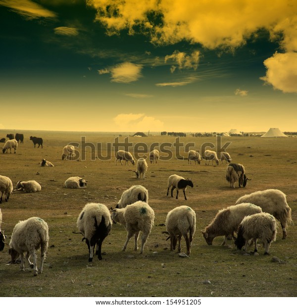 Sunset Sheep Stock Photo 154951205 | Shutterstock