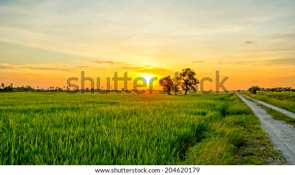 Sunset View Over Paddy Field Stock Photo (Edit Now) 204620179