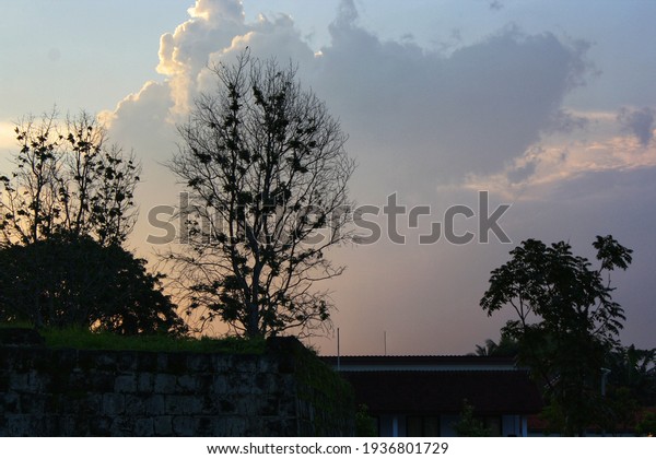 Sunset View Trees That Look Like Stock Photo 1936801729 | Shutterstock
