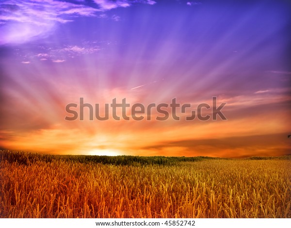 Sunset Wheat Field Stock Photo (Edit Now) 45852742