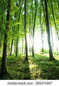 Sunset Woods Stock Photo 305571497 | Shutterstock