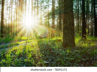 128,497 Light beam forest Stock Photos, Images & Photography | Shutterstock