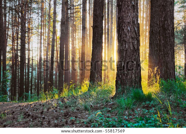Sunset Woods Stock Photo (Edit Now) 55817569