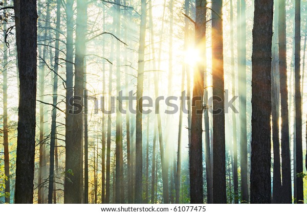 Sunset Woods Stock Photo (Edit Now) 61077475