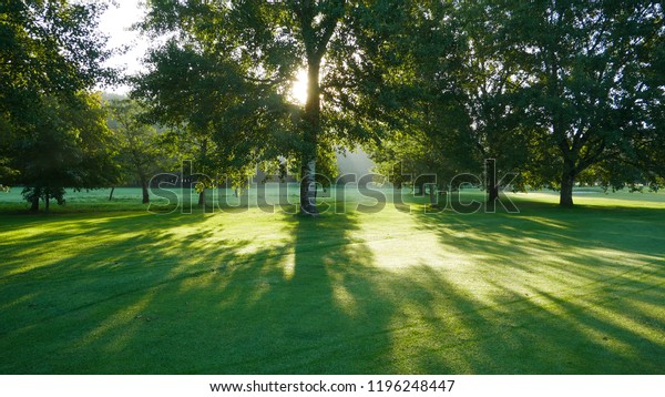 Sunshine Trees Stock Photo 1196248447 | Shutterstock