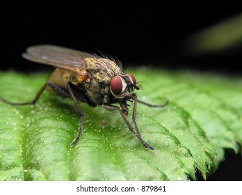 Super Closeup Fly Stock Photo 879841 | Shutterstock