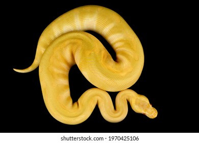 Super Enchi Albino Ball Python Python Stock Photo 1970425106 | Shutterstock