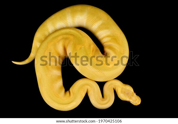 Super Enchi Albino Ball Python Python Stock Photo (Edit Now) 1970425106
