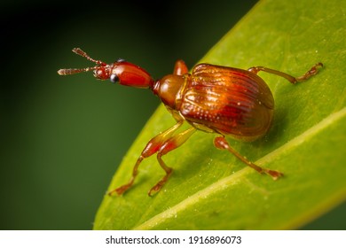 Apoderus Images, Stock Photos & Vectors | Shutterstock