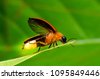 31,352 Firefly Royalty-Free Images, Stock Photos & Pictures | Shutterstock